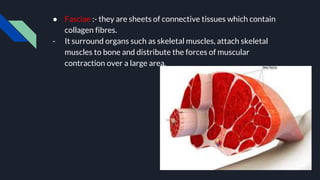 organisation of human body at tissue level | PPT