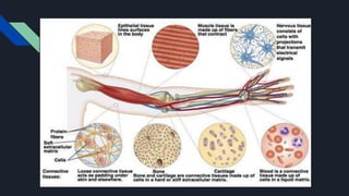organisation of human body at tissue level | PPT