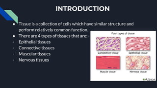 organisation of human body at tissue level | PPT