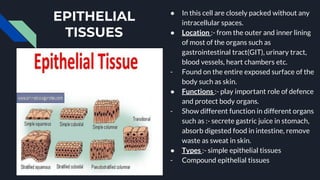 organisation of human body at tissue level | PPT