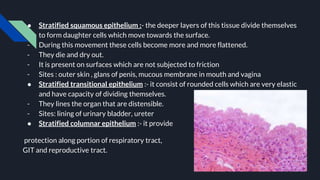 organisation of human body at tissue level | PPT