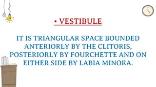 Anatomy of female reproductive system ppt | PPTX