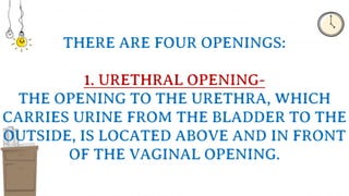 Anatomy of female reproductive system ppt | PPTX