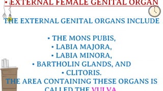 Anatomy of female reproductive system ppt | PPTX