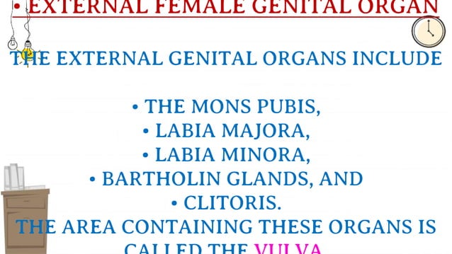 Anatomy of female reproductive system ppt | PPT