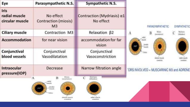 MYDRIATIC AND MIOTIC AGENTS AND DRUGS USED IN GLAUCOMA | PPTX | Illegal ...