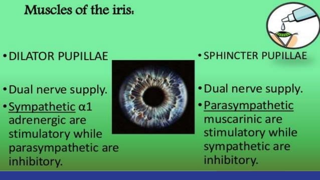 MYDRIATIC AND MIOTIC AGENTS AND DRUGS USED IN GLAUCOMA