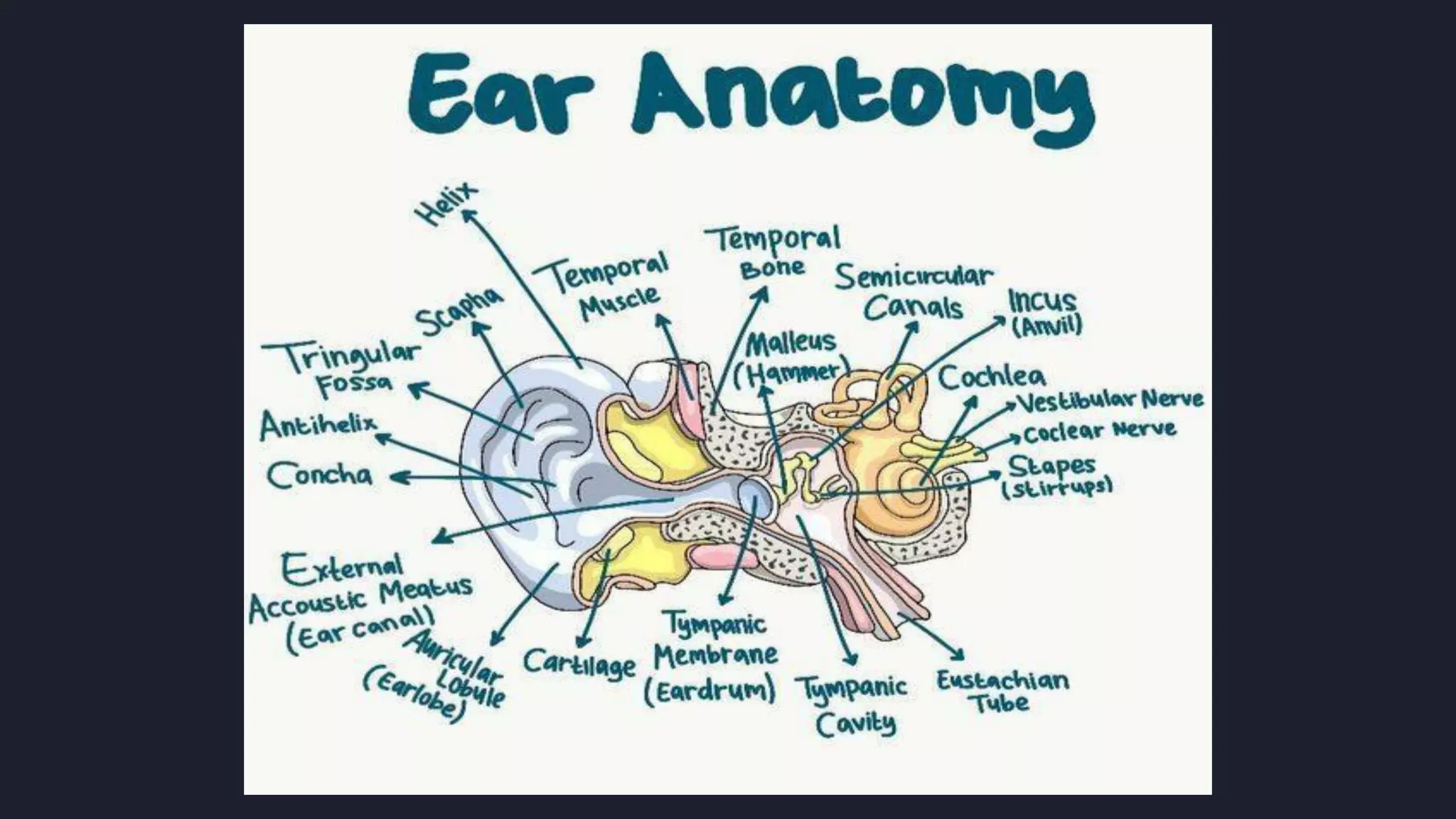 TYMPANIC MEMBRANE PERFORATIONS | PDF