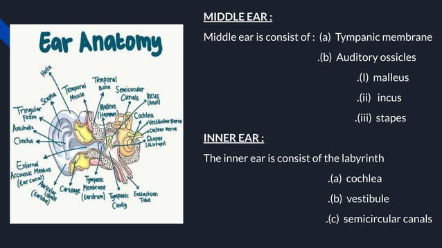 TYMPANIC MEMBRANE PERFORATIONS | PDF | Ear, Nose and Throat Conditions ...