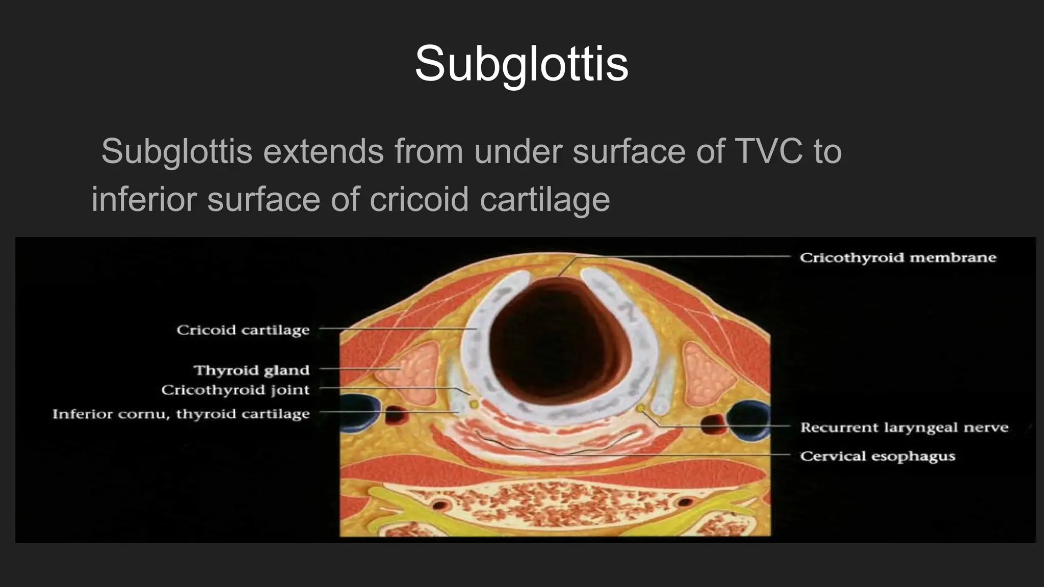 larynx and hypopharynx radiology anatomy | PPTX