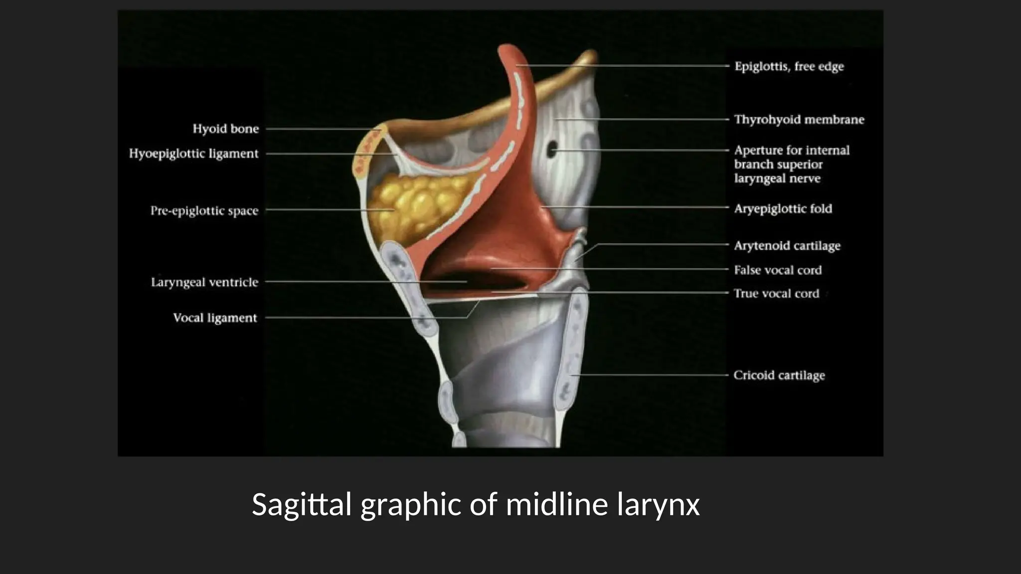 larynx and hypopharynx radiology anatomy | PPTX