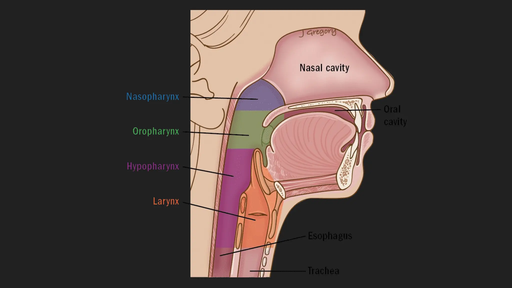 larynx and hypopharynx radiology anatomy | PPTX