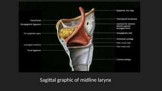 larynx and hypopharynx radiology anatomy | PPTX