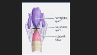 larynx and hypopharynx radiology anatomy | PPTX