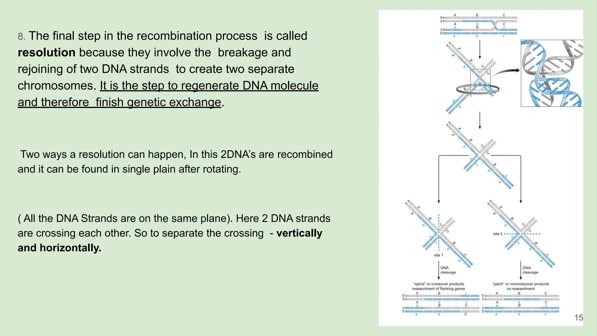 Recombination : types, models........... | PDF