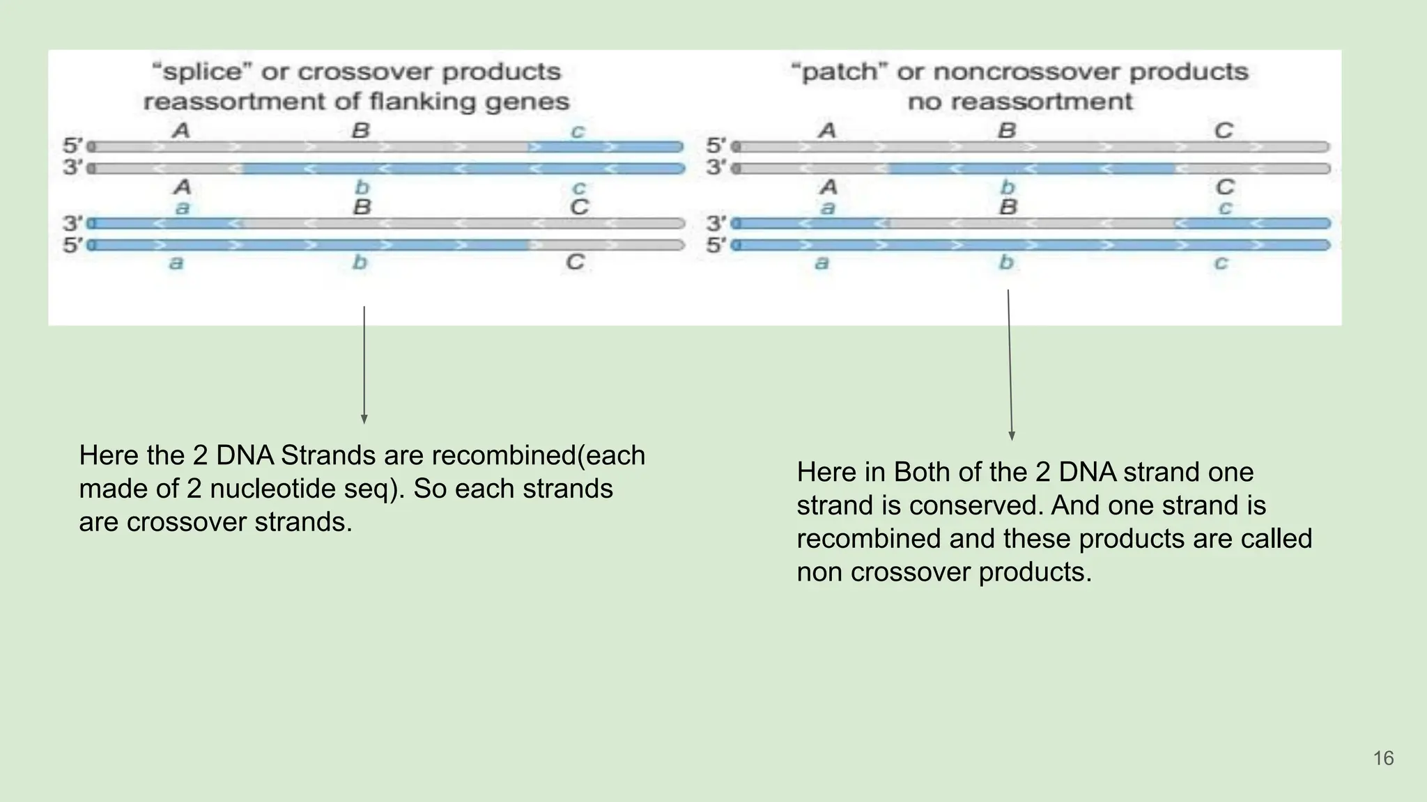 Recombination : types, models........... | PDF