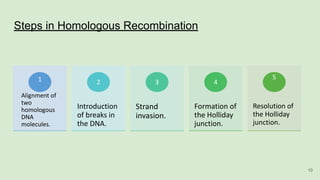 Recombination : types, models........... | PDF
