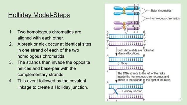 Recombination : types, models........... | PDF
