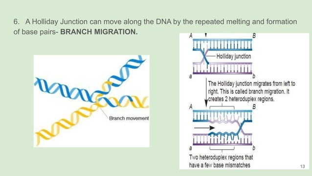 Recombination : types, models........... | PDF