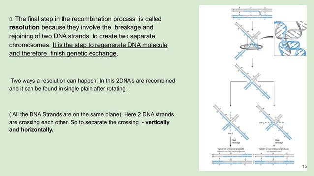 Recombination : types, models........... | PDF