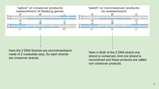 Recombination : types, models........... | PDF