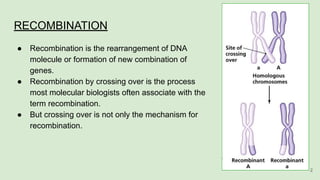Recombination : types, models........... | PDF