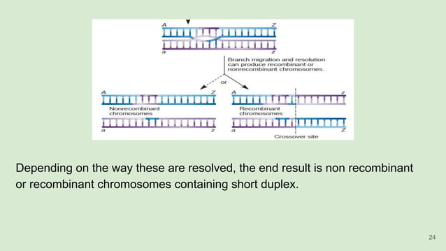 Recombination : types, models........... | PDF