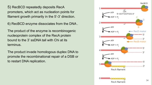 Recombination : types, models........... | PDF