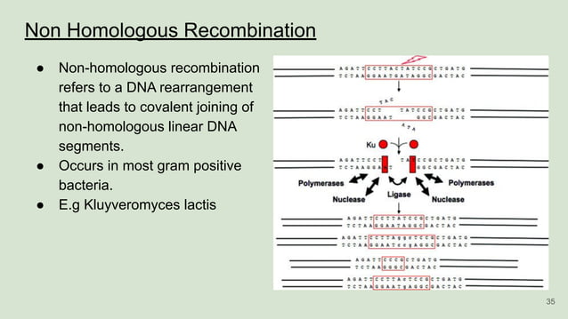 Recombination : types, models........... | PDF