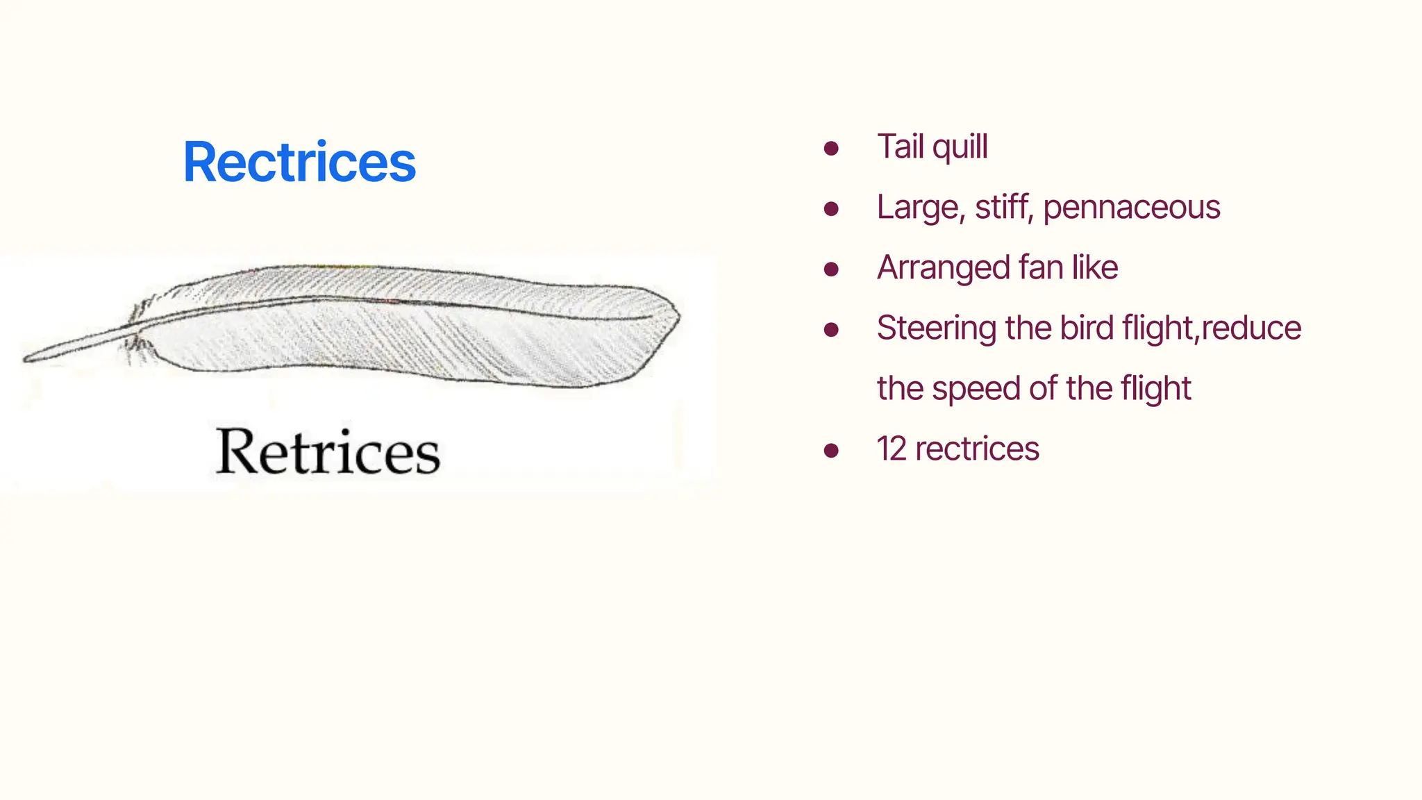avian feathers, note on structure of quill feathers, types of feathers | PDF