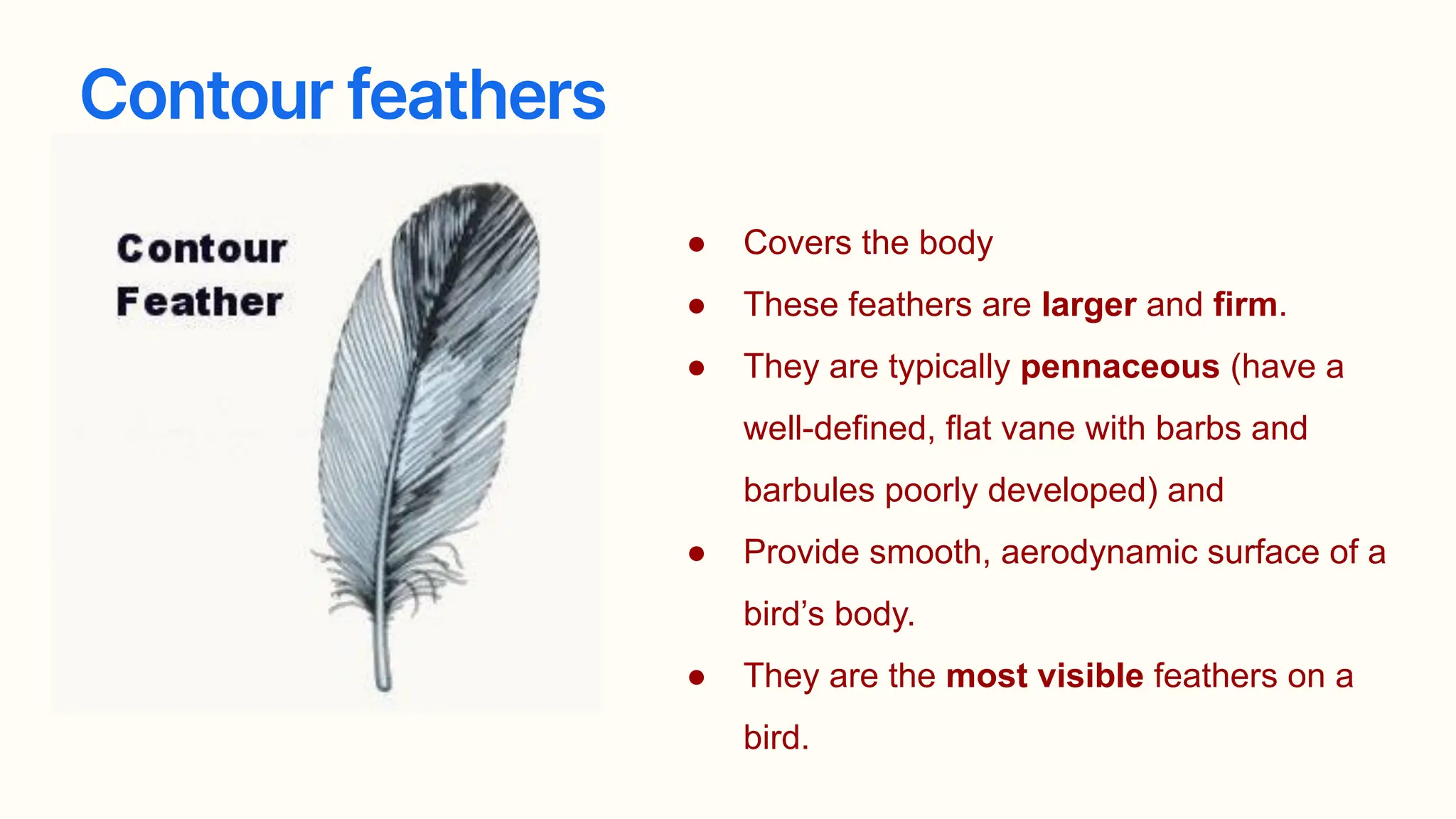 avian feathers, note on structure of quill feathers, types of feathers | PDF
