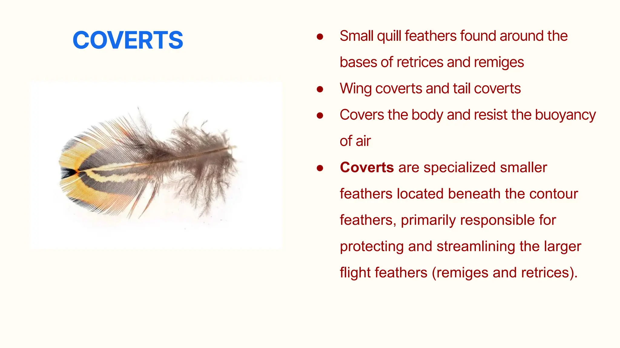 avian feathers, note on structure of quill feathers, types of feathers ...