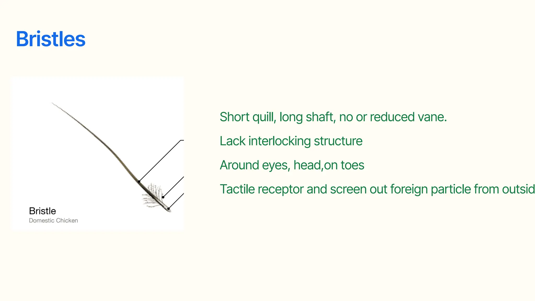 avian feathers, note on structure of quill feathers, types of feathers ...