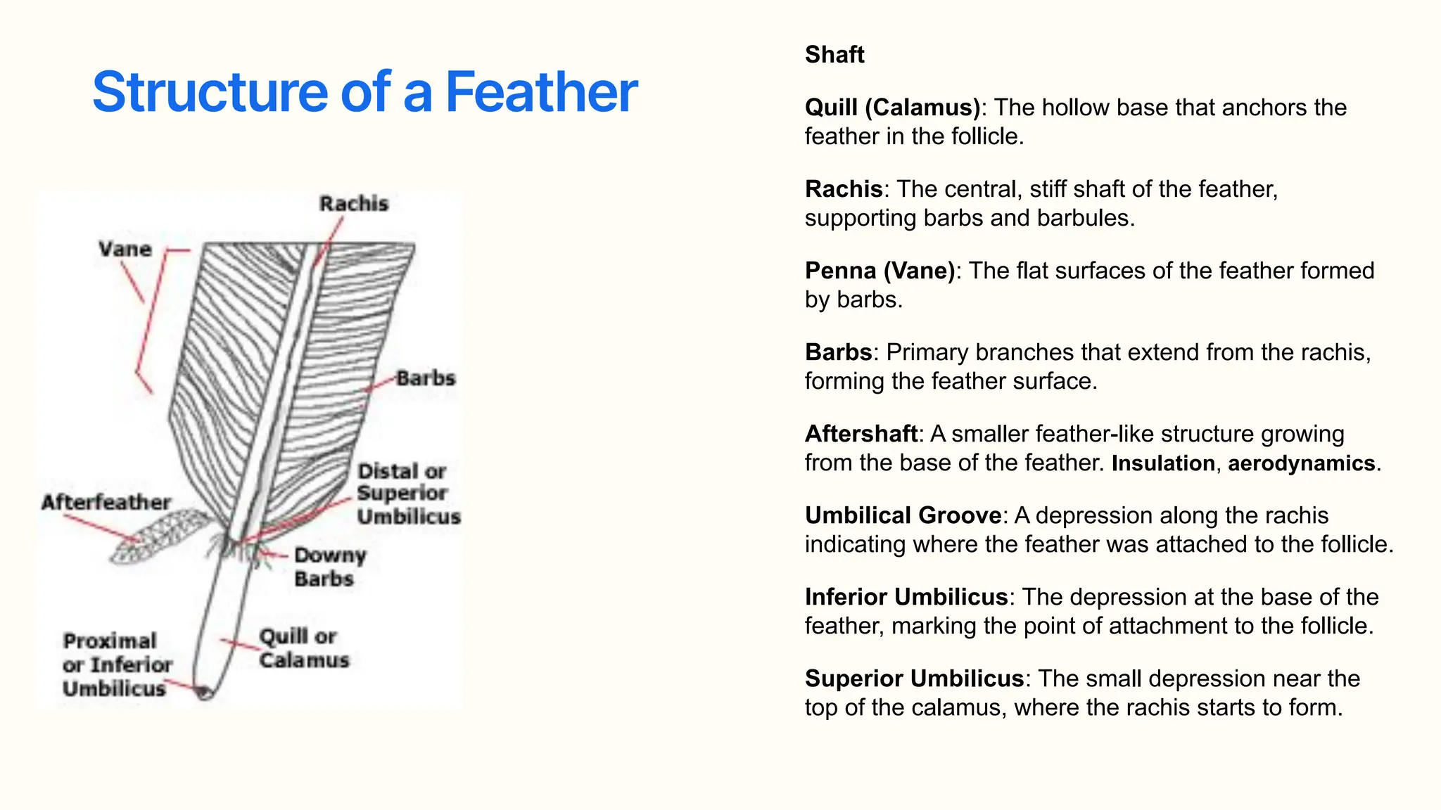 avian feathers, note on structure of quill feathers, types of feathers ...