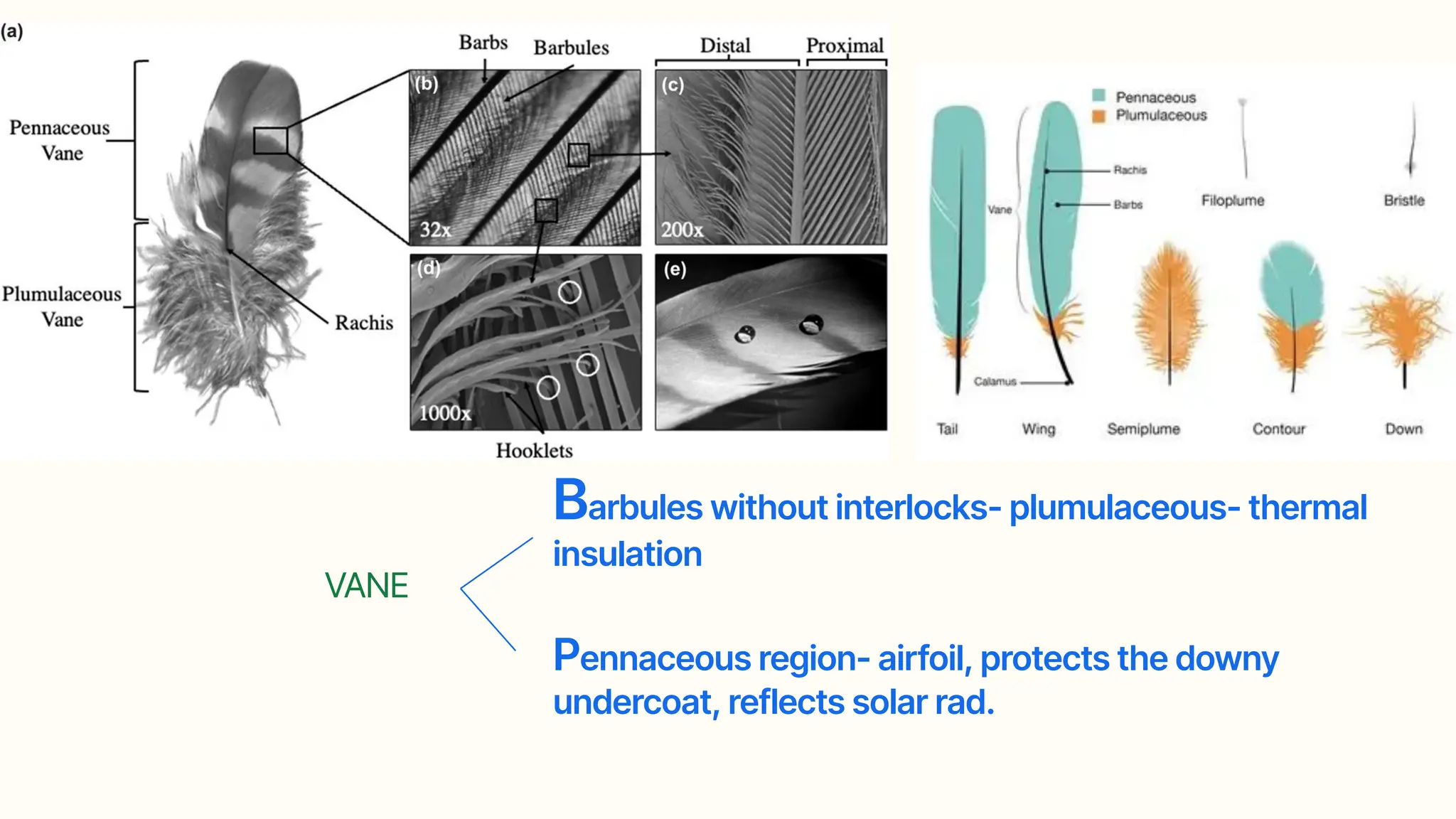 avian feathers, note on structure of quill feathers, types of feathers ...