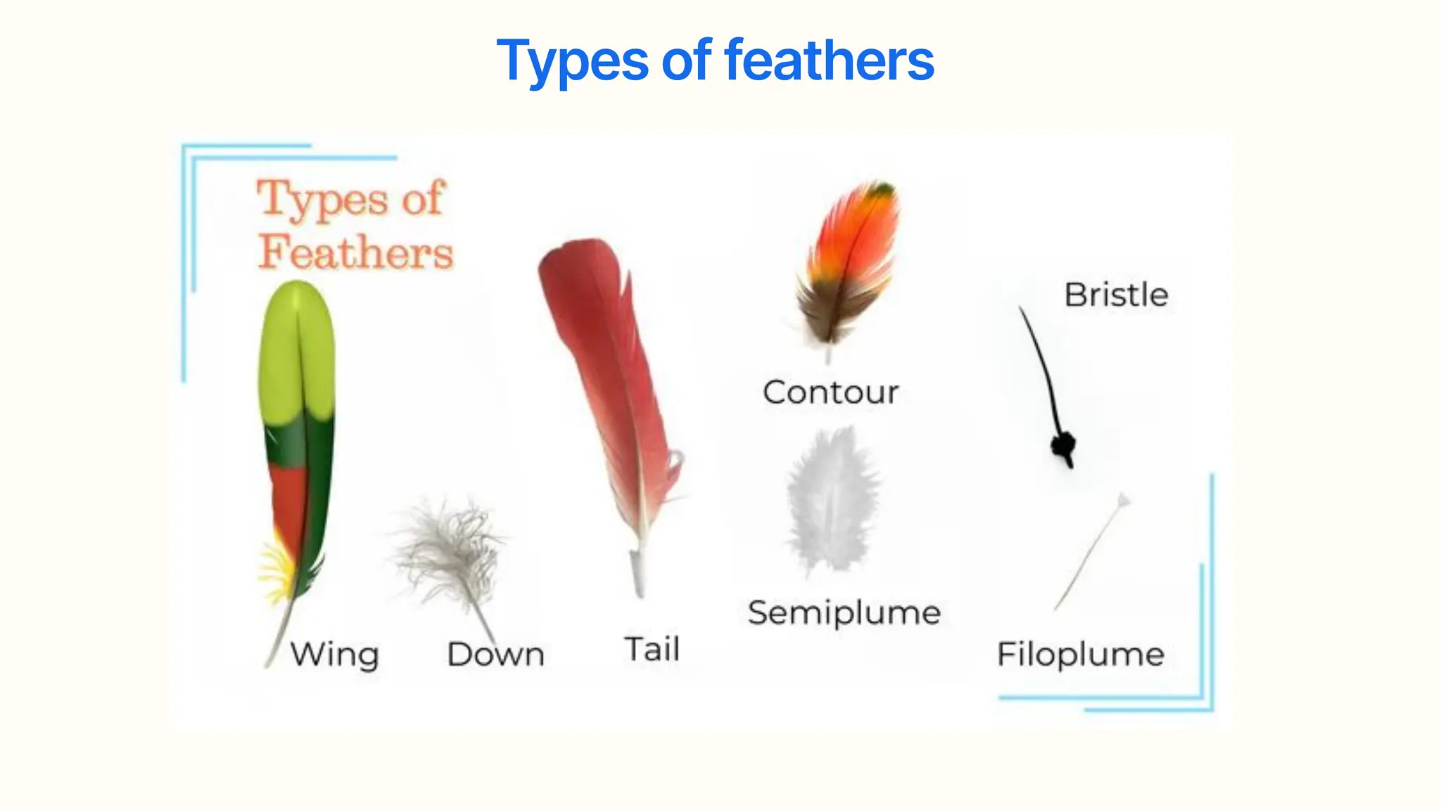 avian feathers, note on structure of quill feathers, types of feathers ...