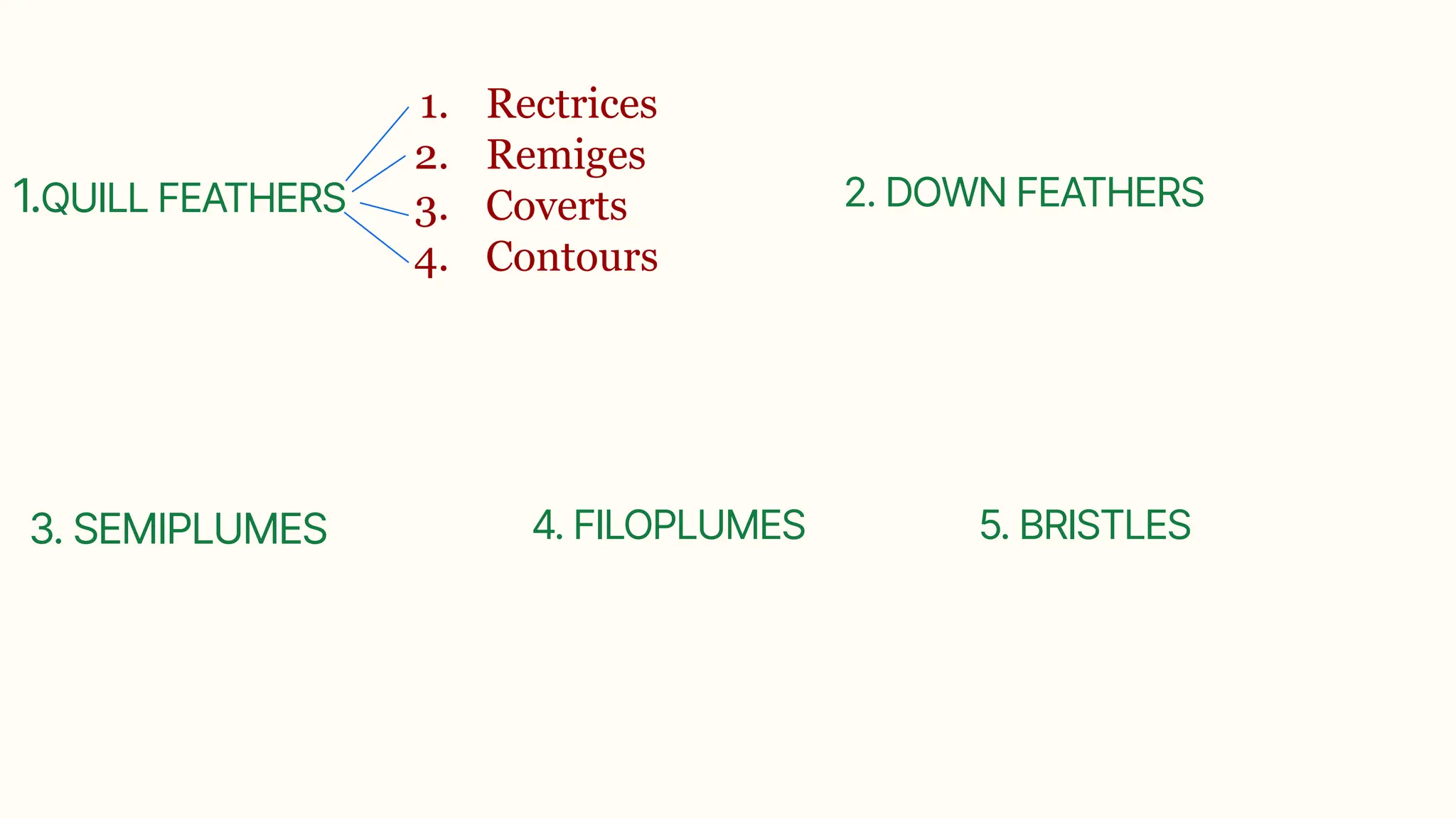 avian feathers, note on structure of quill feathers, types of feathers ...