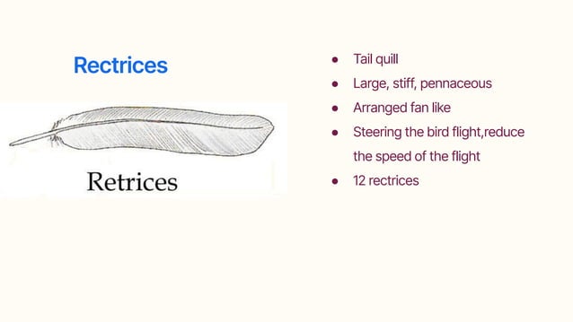 avian feathers, note on structure of quill feathers, types of feathers ...