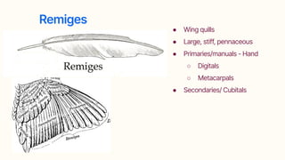 avian feathers, note on structure of quill feathers, types of feathers ...