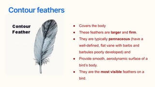 avian feathers, note on structure of quill feathers, types of feathers ...