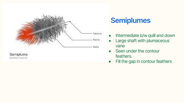 avian feathers, note on structure of quill feathers, types of feathers ...