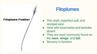 avian feathers, note on structure of quill feathers, types of feathers ...