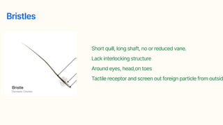 avian feathers, note on structure of quill feathers, types of feathers ...