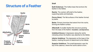 avian feathers, note on structure of quill feathers, types of feathers ...