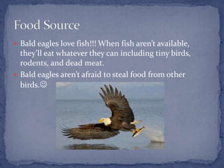 Unusual adaptations | PPT