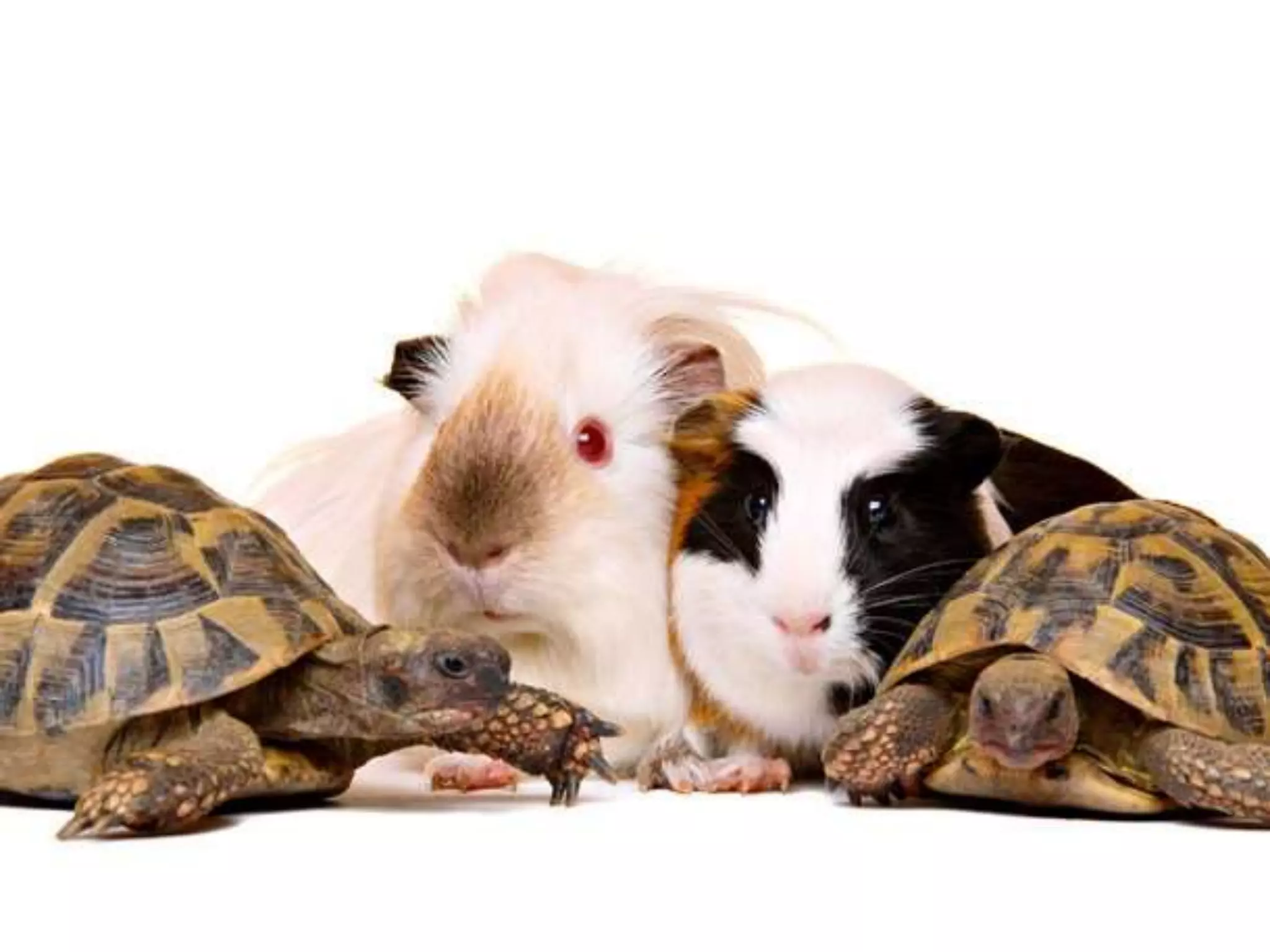 Unusual Animal Friendships that are Absolutely Adorable | PPSX