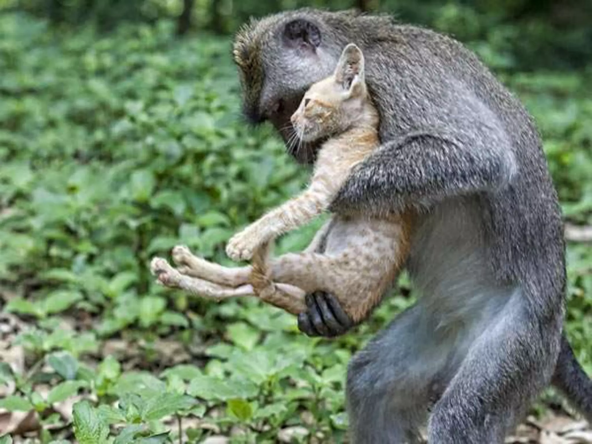 Unusual Animal Friendships that are Absolutely Adorable | PPSX