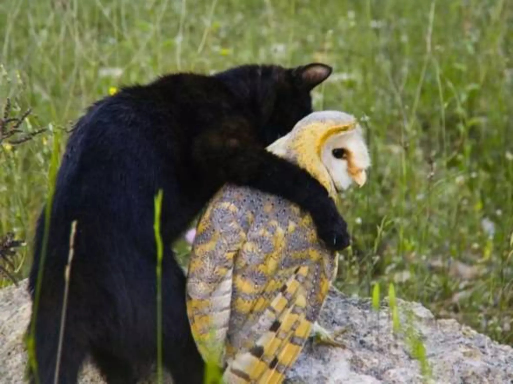 Unusual Animal Friendships that are Absolutely Adorable | PPSX