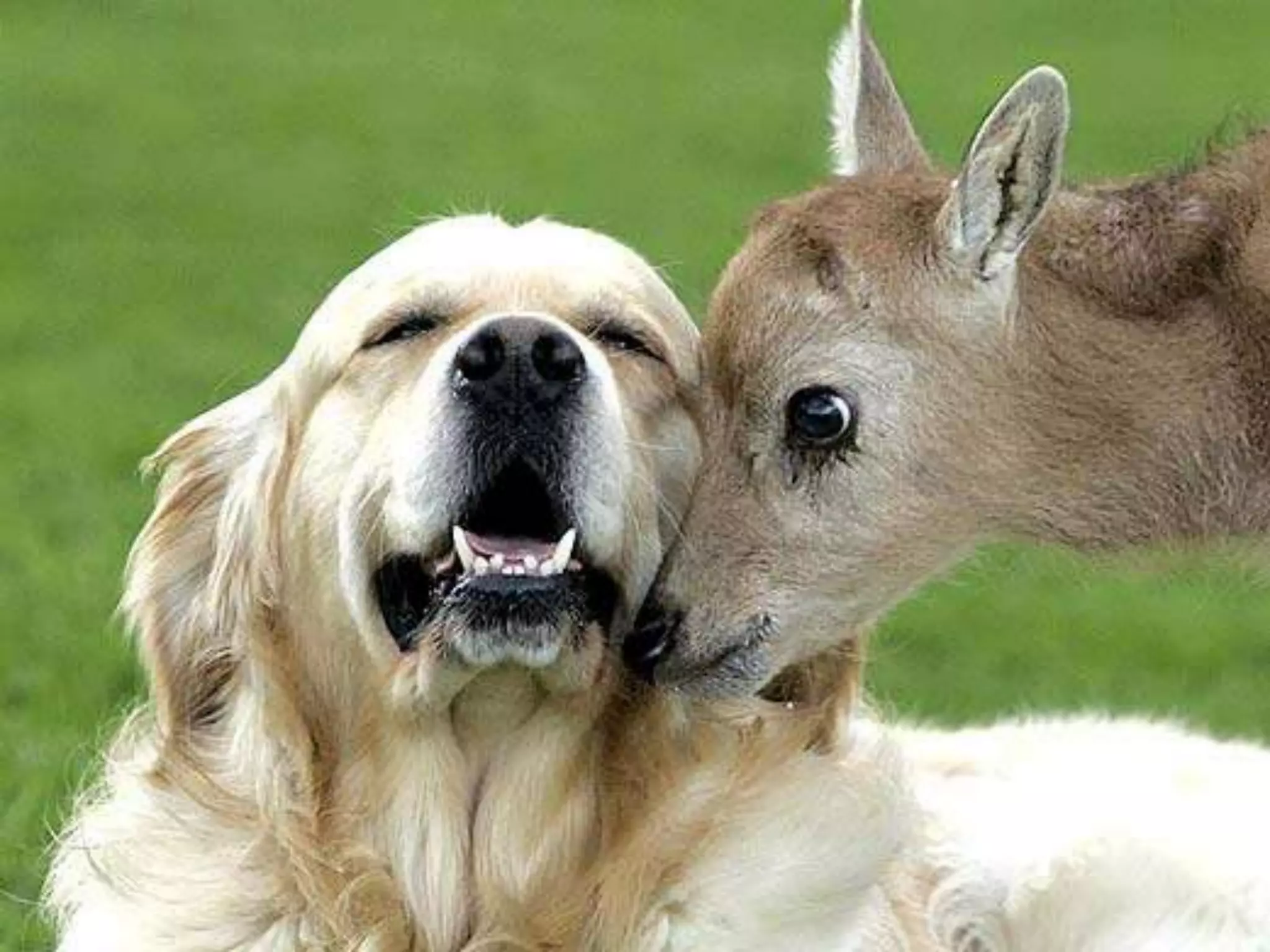 Unusual Animal Friendships that are Absolutely Adorable | PPSX