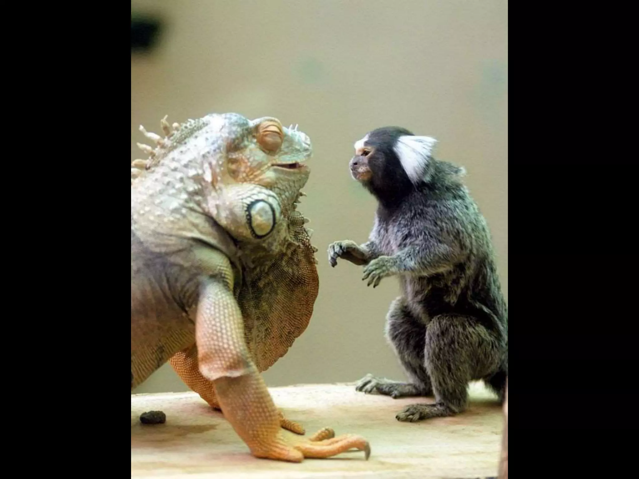 Unusual Animal Friendships that are Absolutely Adorable | PPSX